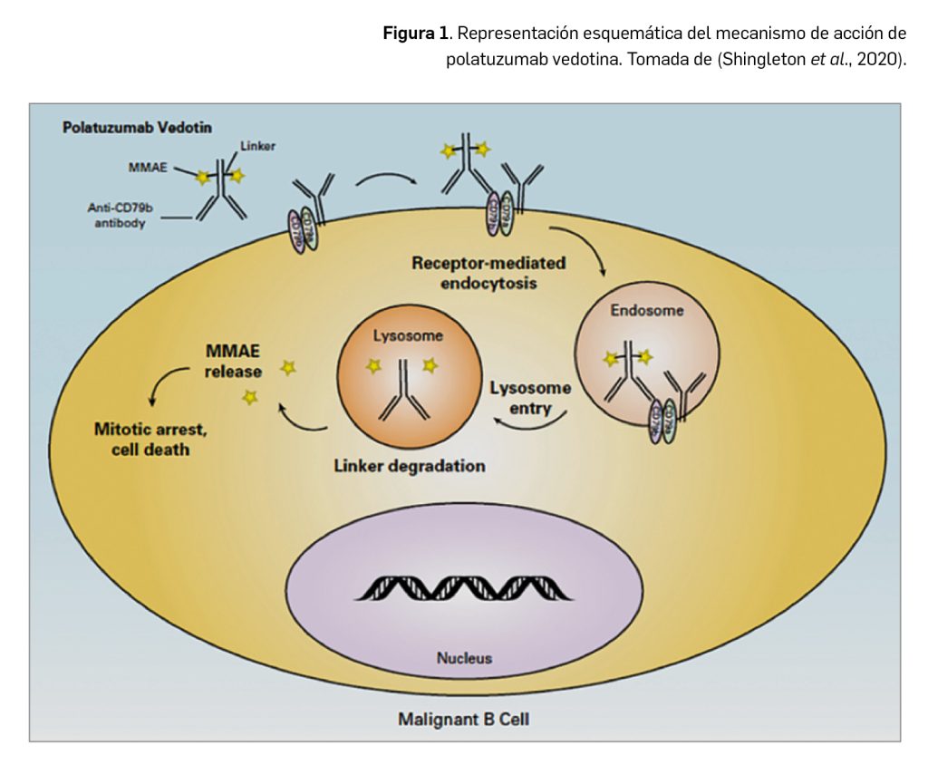 Enfortumab vedotina en carcinoma urotelial - Farmacéuticos